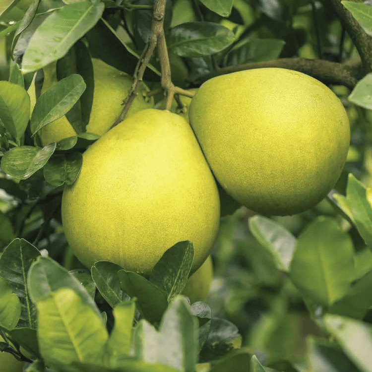 Pomelo – gurubeula